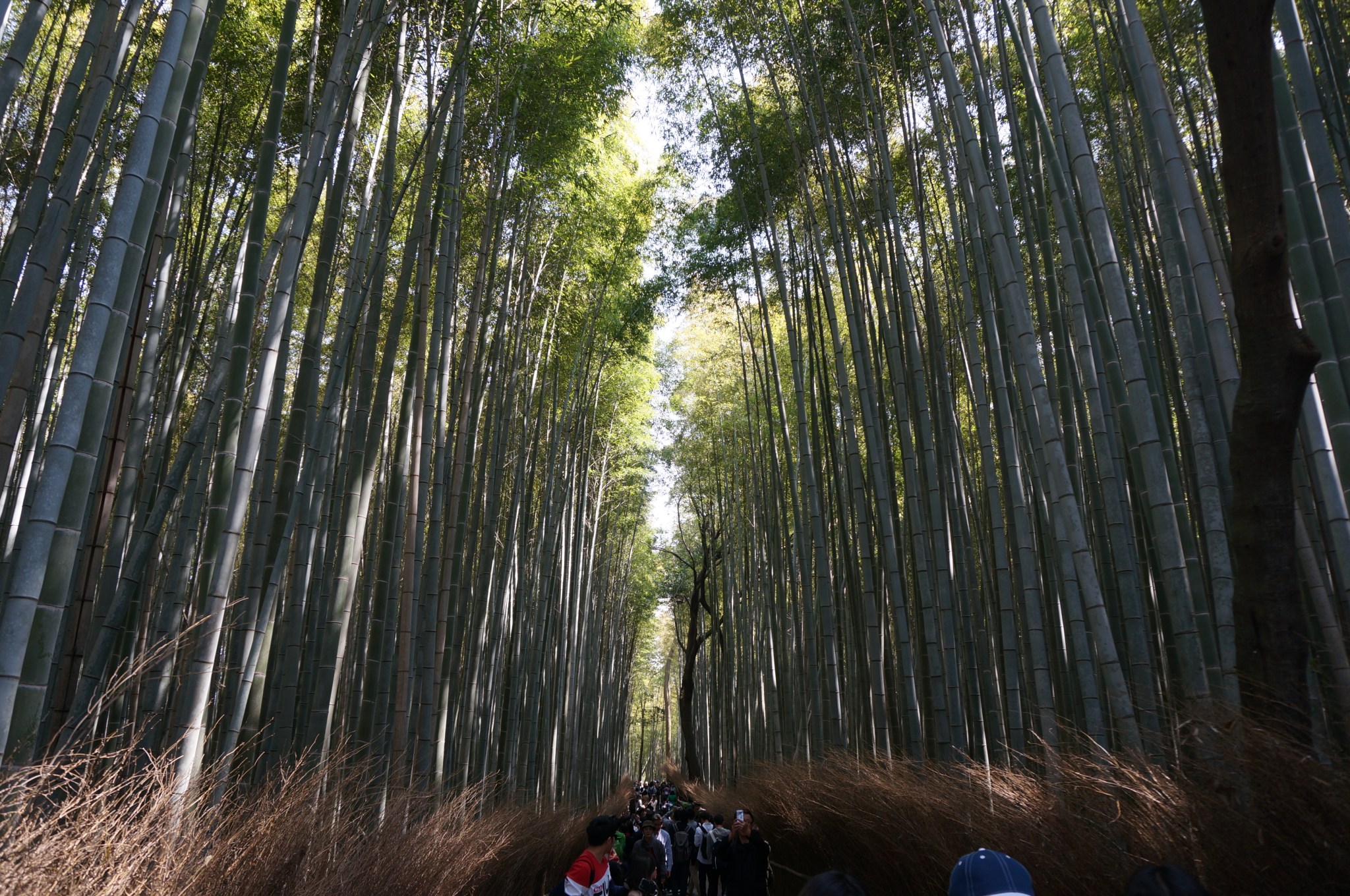 6 Days in Japan: A Guide to Tokyo, Kyoto, and Osaka – BK Travel Collage