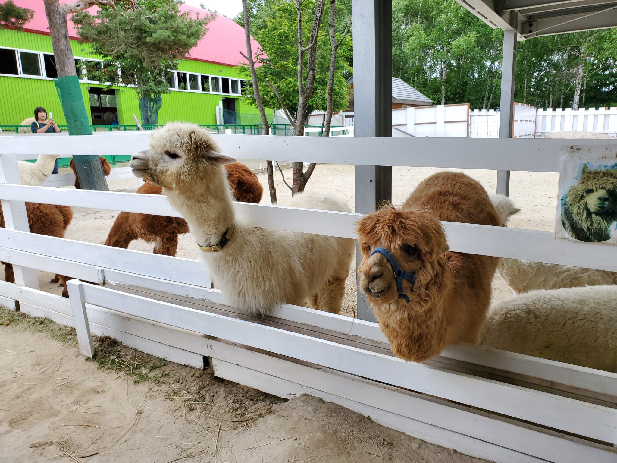 5-Day Hokkaido Itinerary: Japan’s Northern Gem – BK Travel Collage